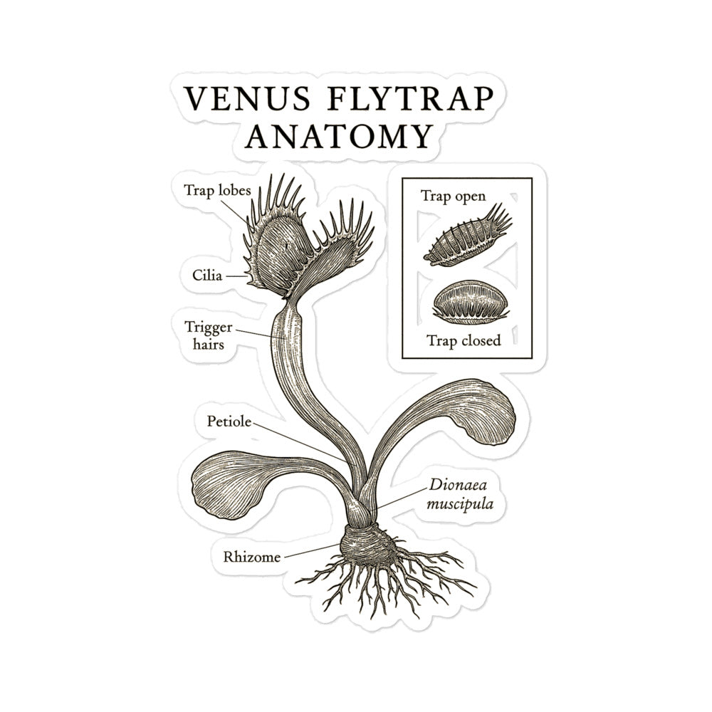Venus Flytrap Anatomy Sticker | Dionaea Muscipula Diagram | Carnivorou ...